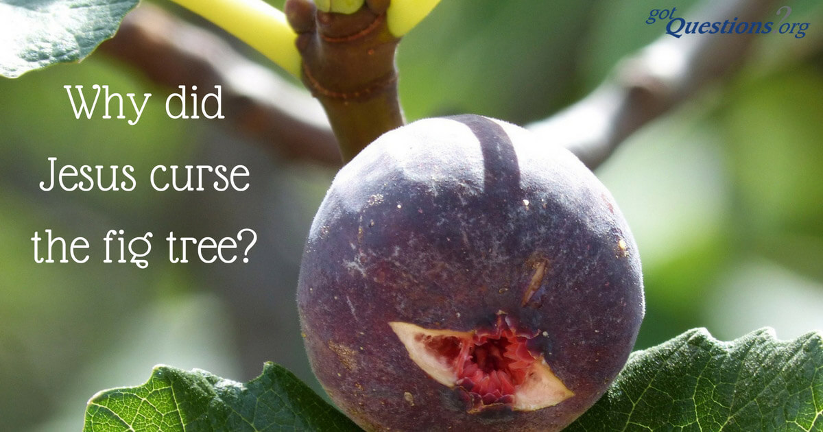 Jesus Cursed The Fig Tree - Berkeley Avenue Baptist Church
