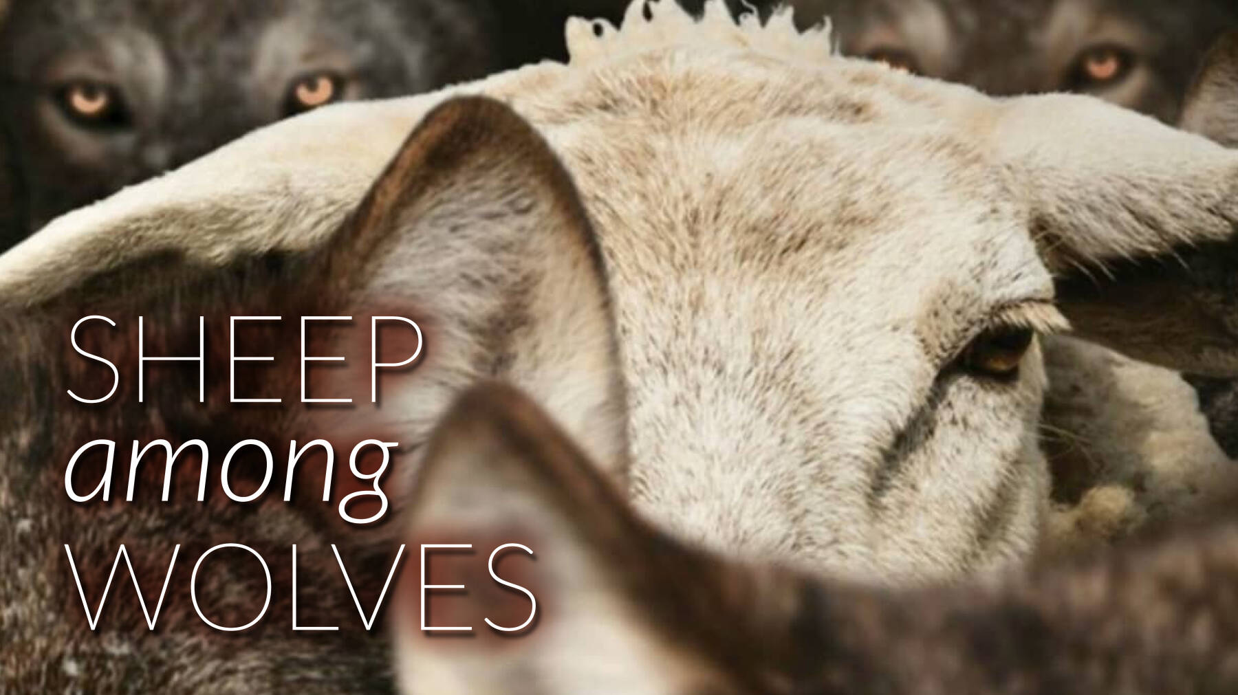 Sheep Among Wolves - Liverpool First United Methodist Church