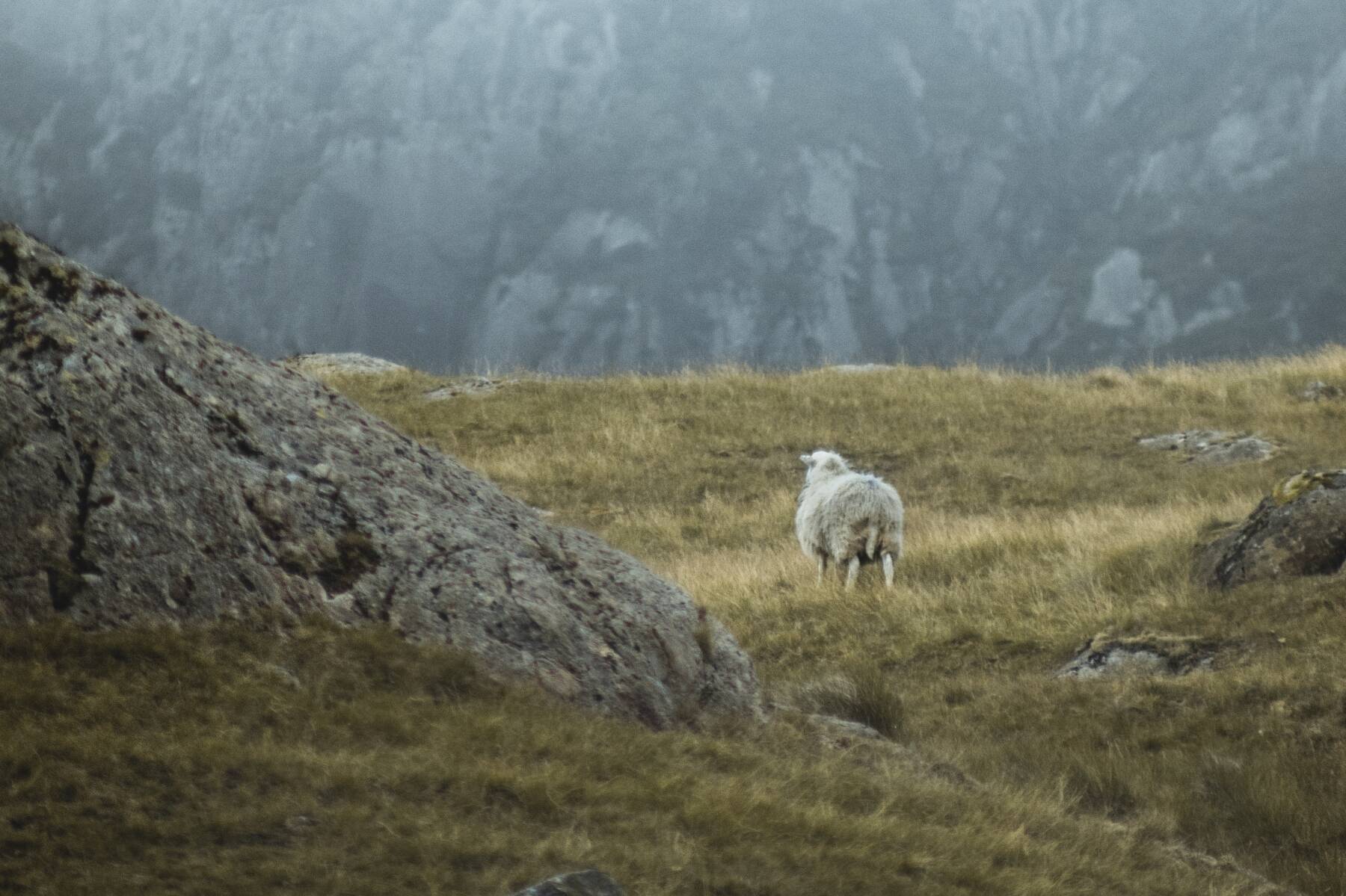 The One-Hundreth Sheep - Deep Waters Tabernacle