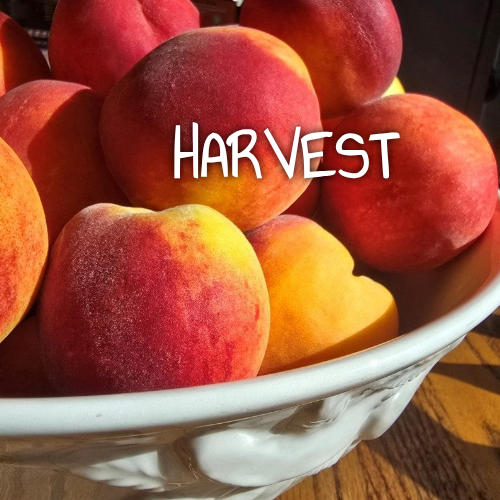 Harvest - Destiny